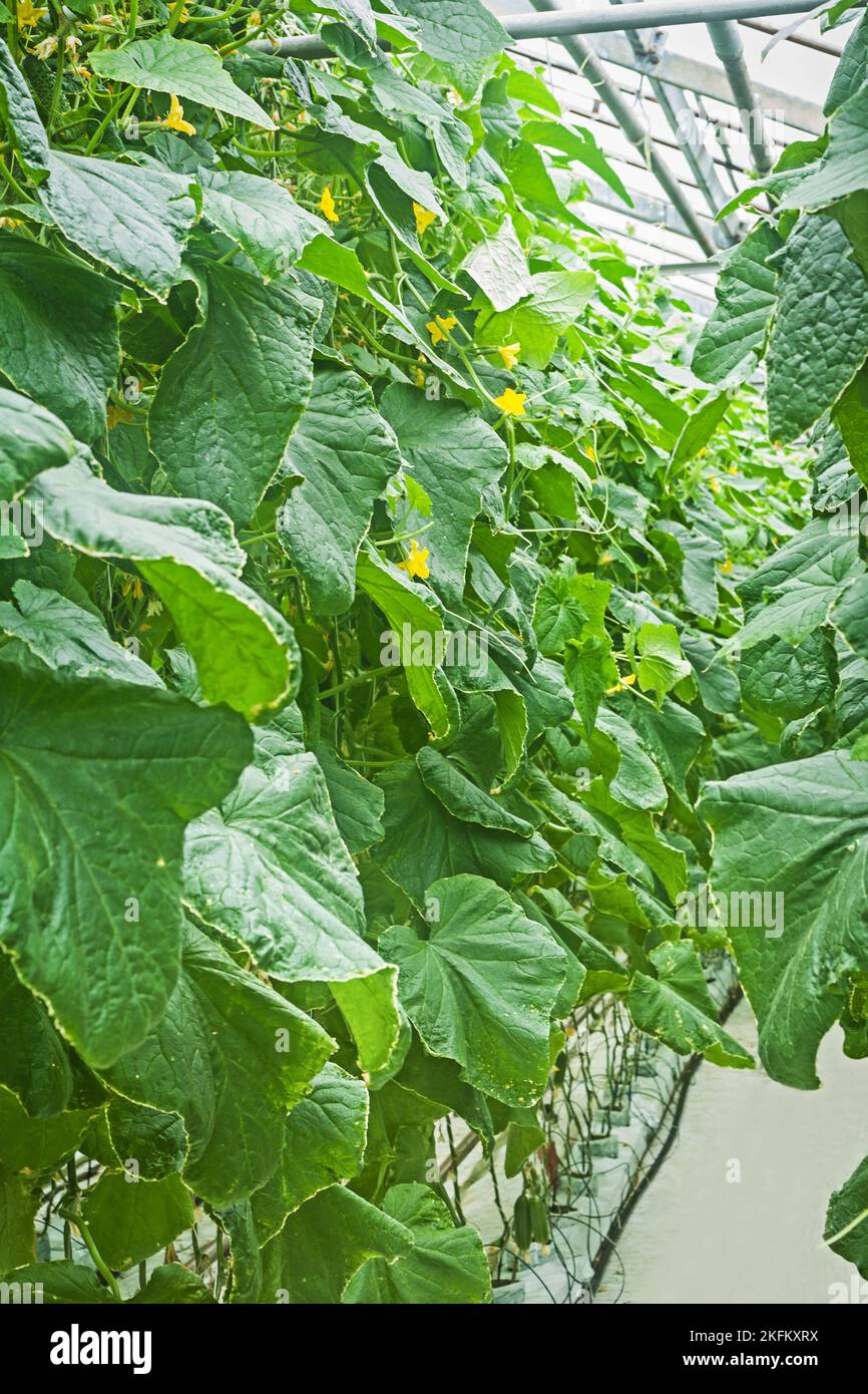 big cucumber plants in greenhouse Stock Photo - Alamy
