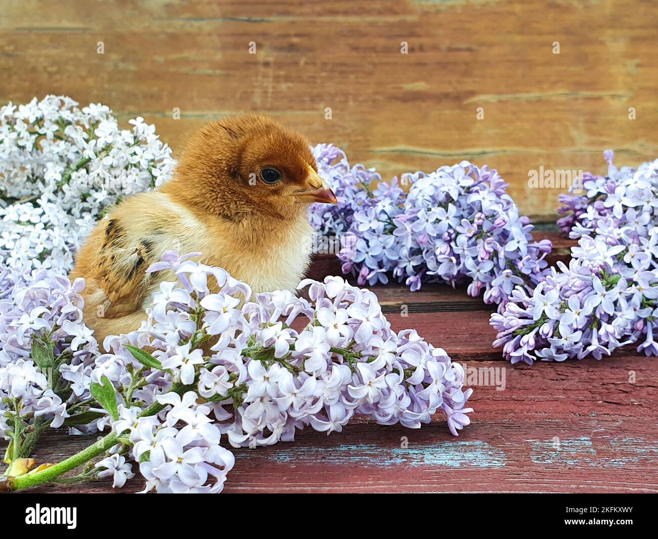 Cute small yellow chicken chick two weeks old and lilac flower on old ...