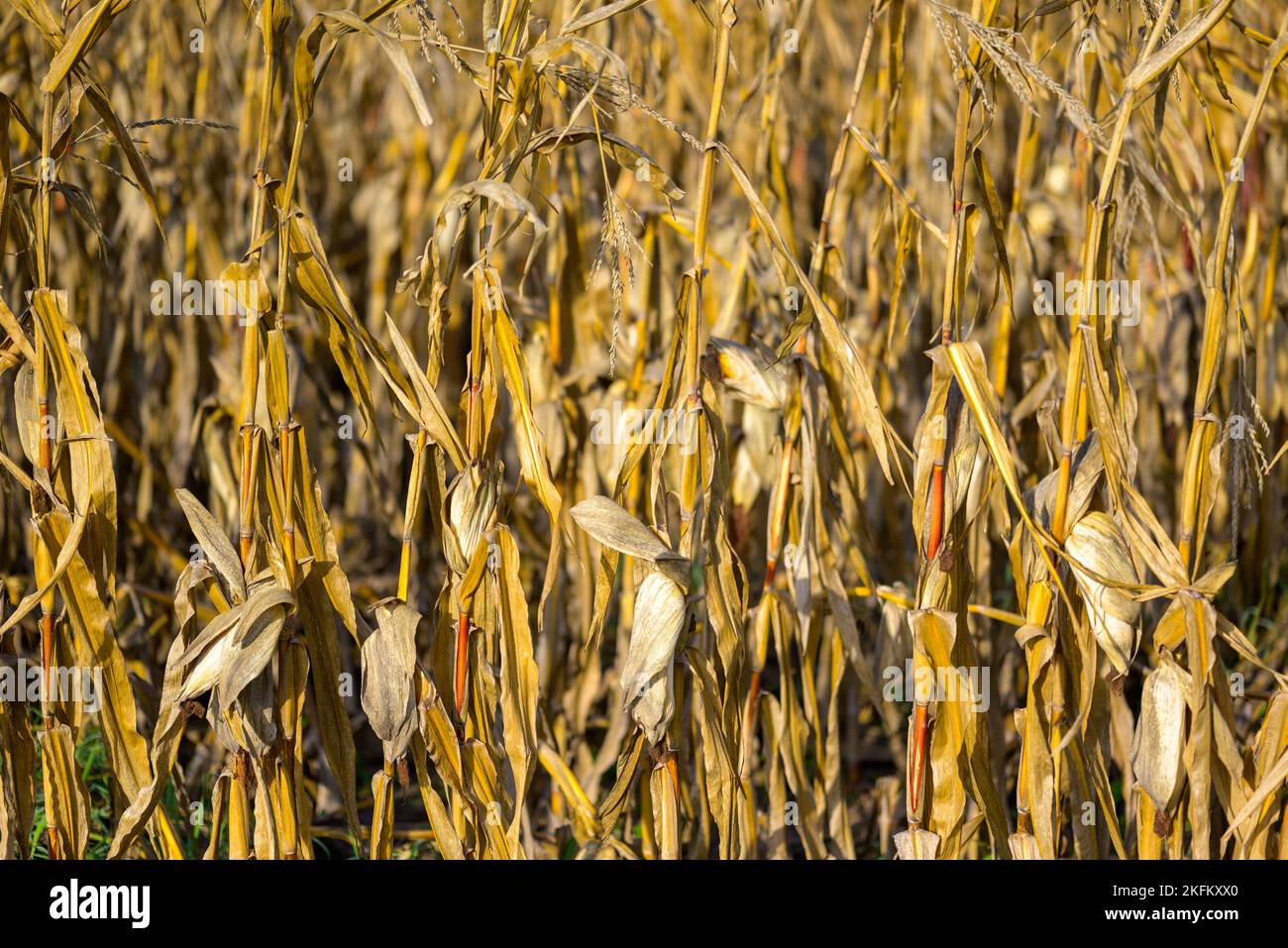 Corn field with dried corn filling the whole picture Stock Photo - Alamy