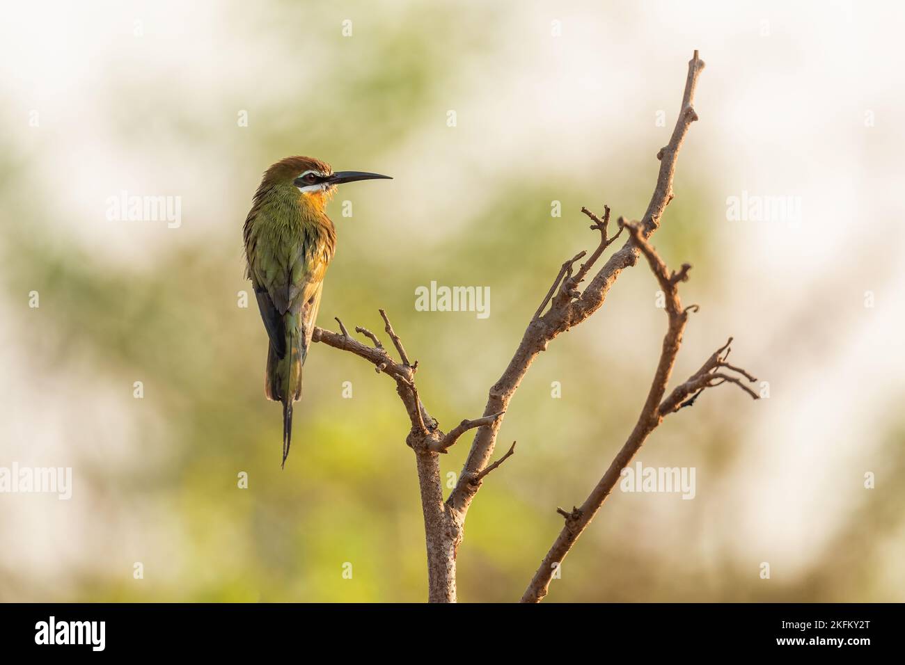 Madagascar bee-eater - Merops superciliosus, beautiful colored bee ...