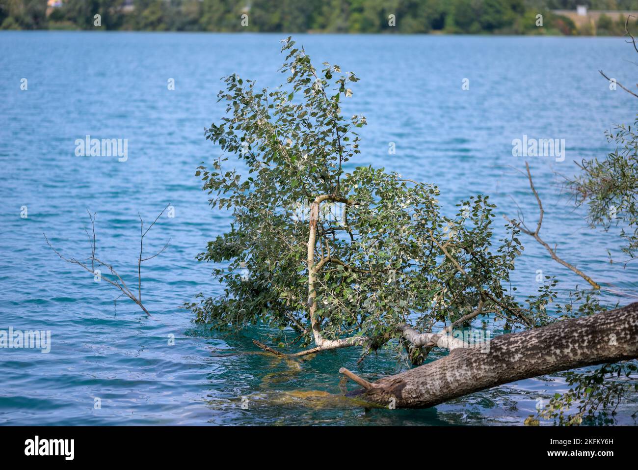 Tree after flood environmental hi-res stock photography and images - Alamy