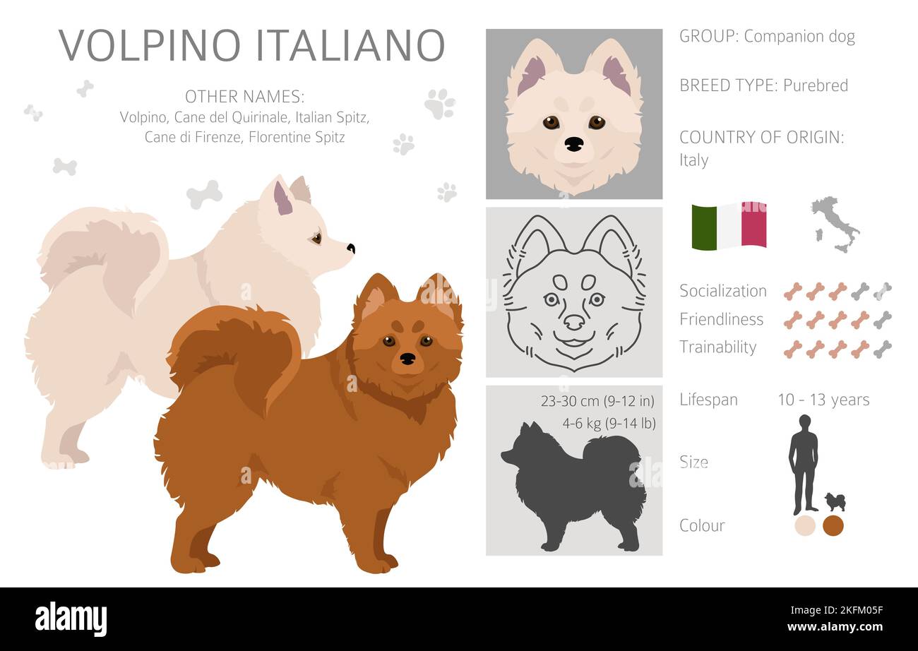 Volpino Italiano clipart. Different poses, coat colors set. Vector ...