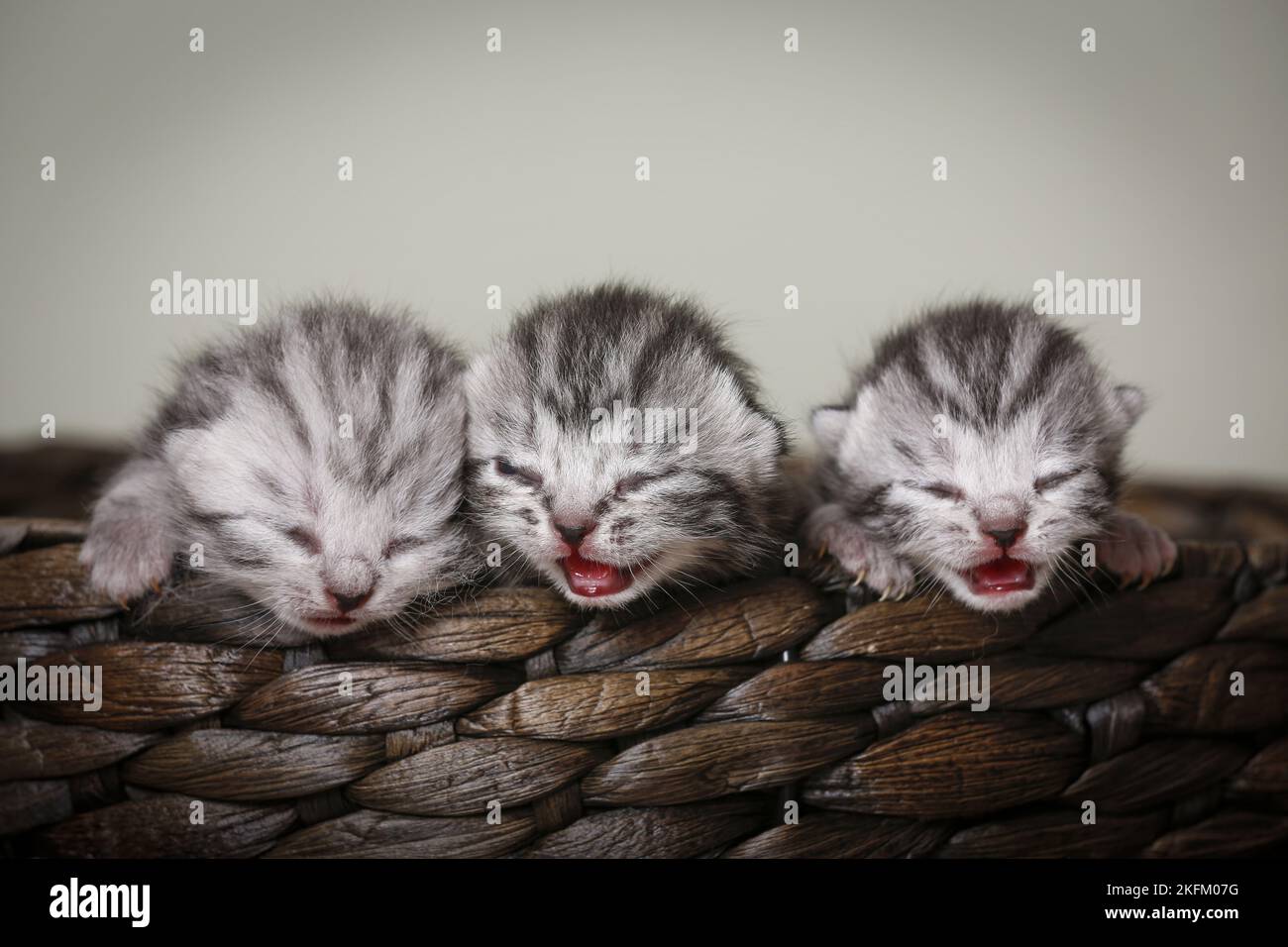 newborn british shorthair kittens Stock Photo - Alamy