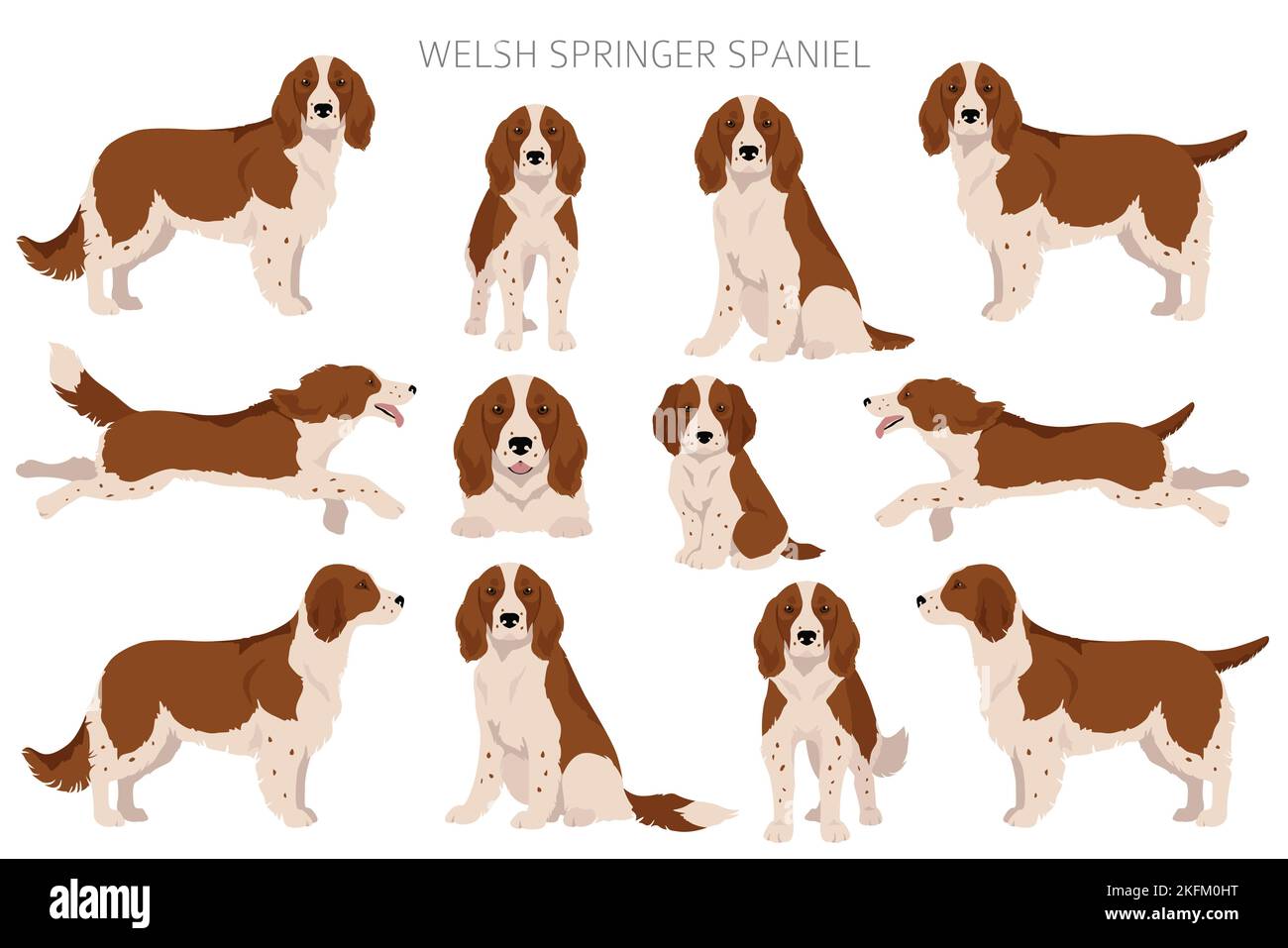 Welsh Springer spaniel clipart. Different poses, coat colors set ...