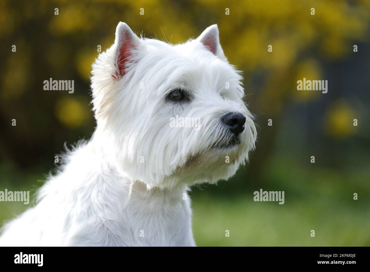 West Highland White Terrier Portrait Stock Photo - Alamy