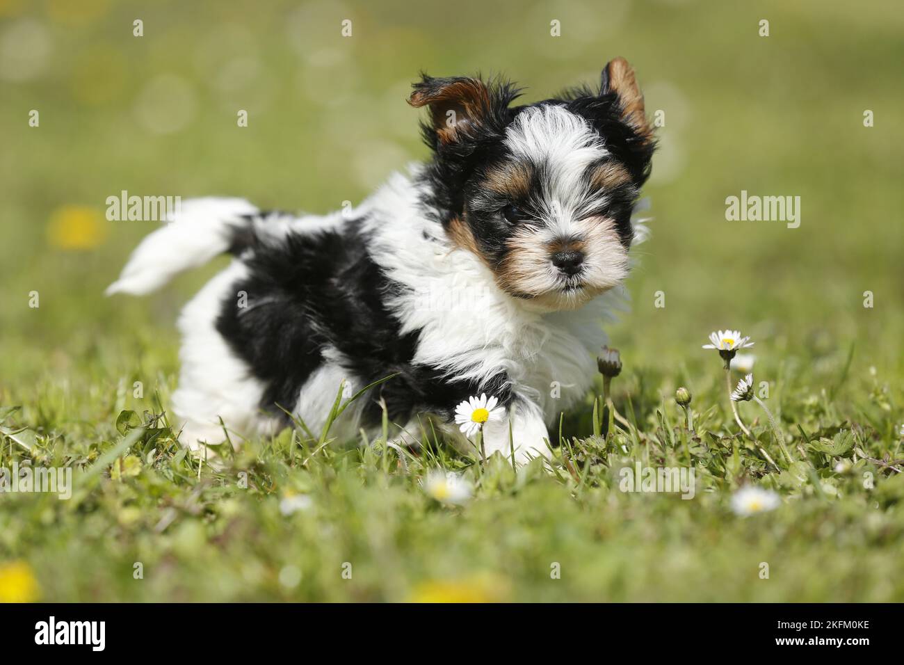 Biewer Yorkshire Terrier on meadow Stock Photo - Alamy