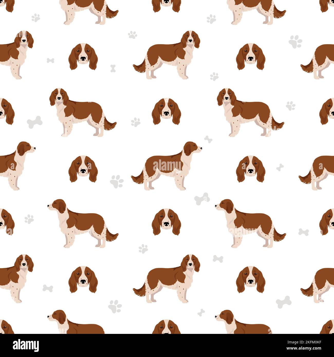 Welsh Springer spaniel seamless pattern. Different poses, coat colors ...