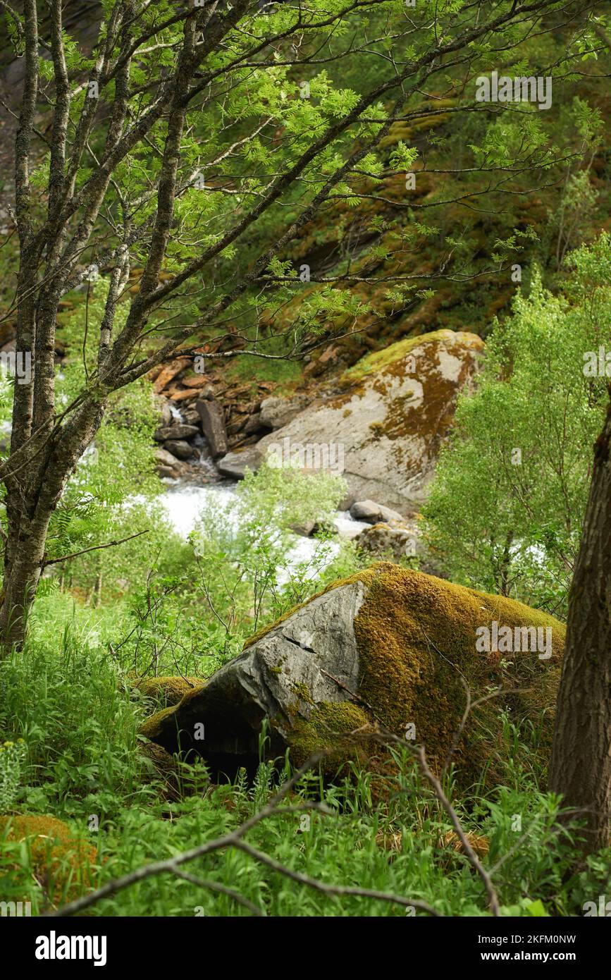Wild nature of Northern Norway. Photo of Norwegian wilderness ...