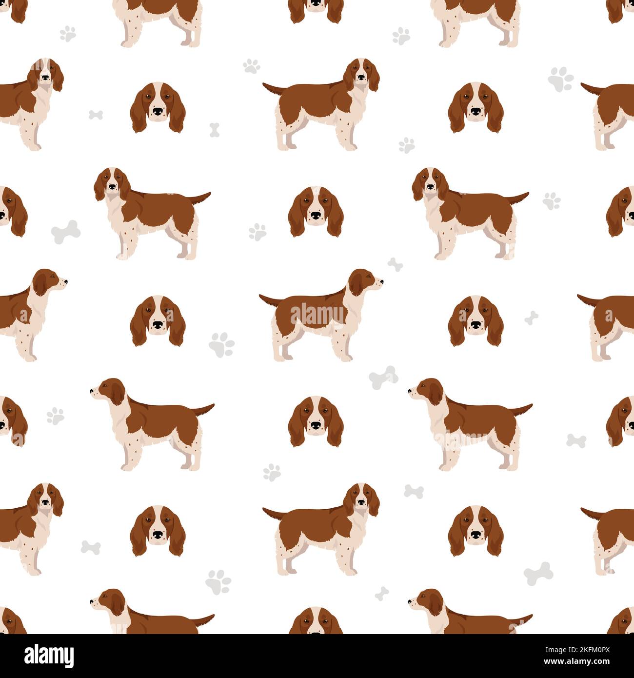 Welsh Springer spaniel seamless pattern. Different poses, coat colors ...