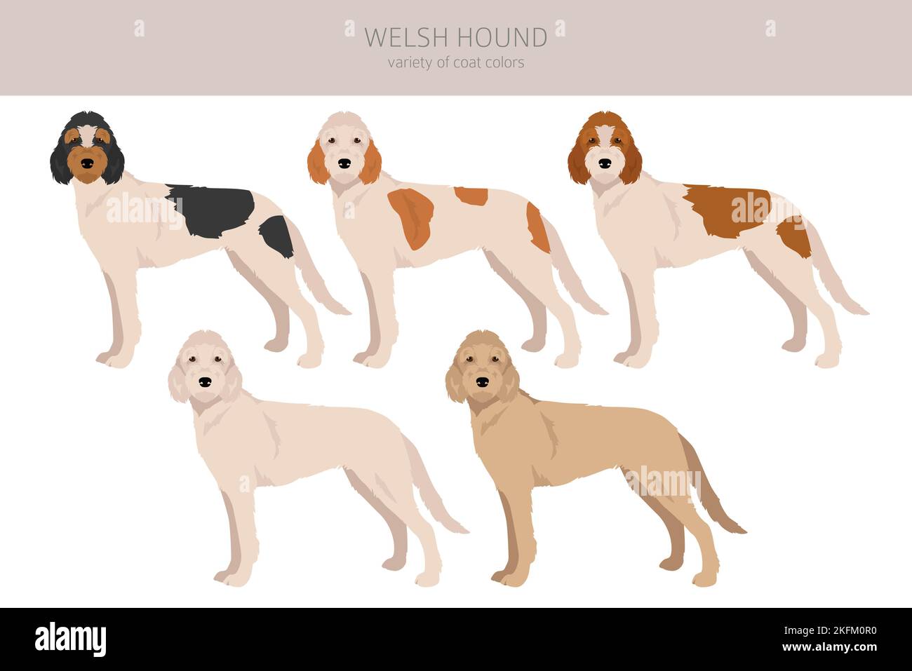 Welsh Hound clipart. All coat colors set. All dog breeds ...