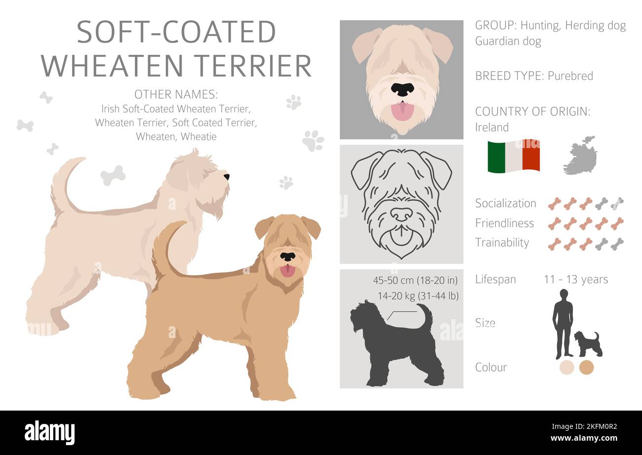 Soft coated Wheaten Terrier clipart. Different poses, coat colors set ...