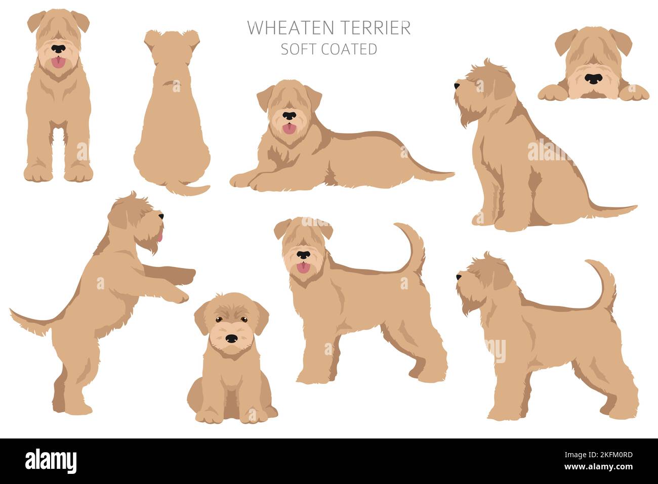 Soft coated Wheaten Terrier clipart. Different poses, coat colors set ...