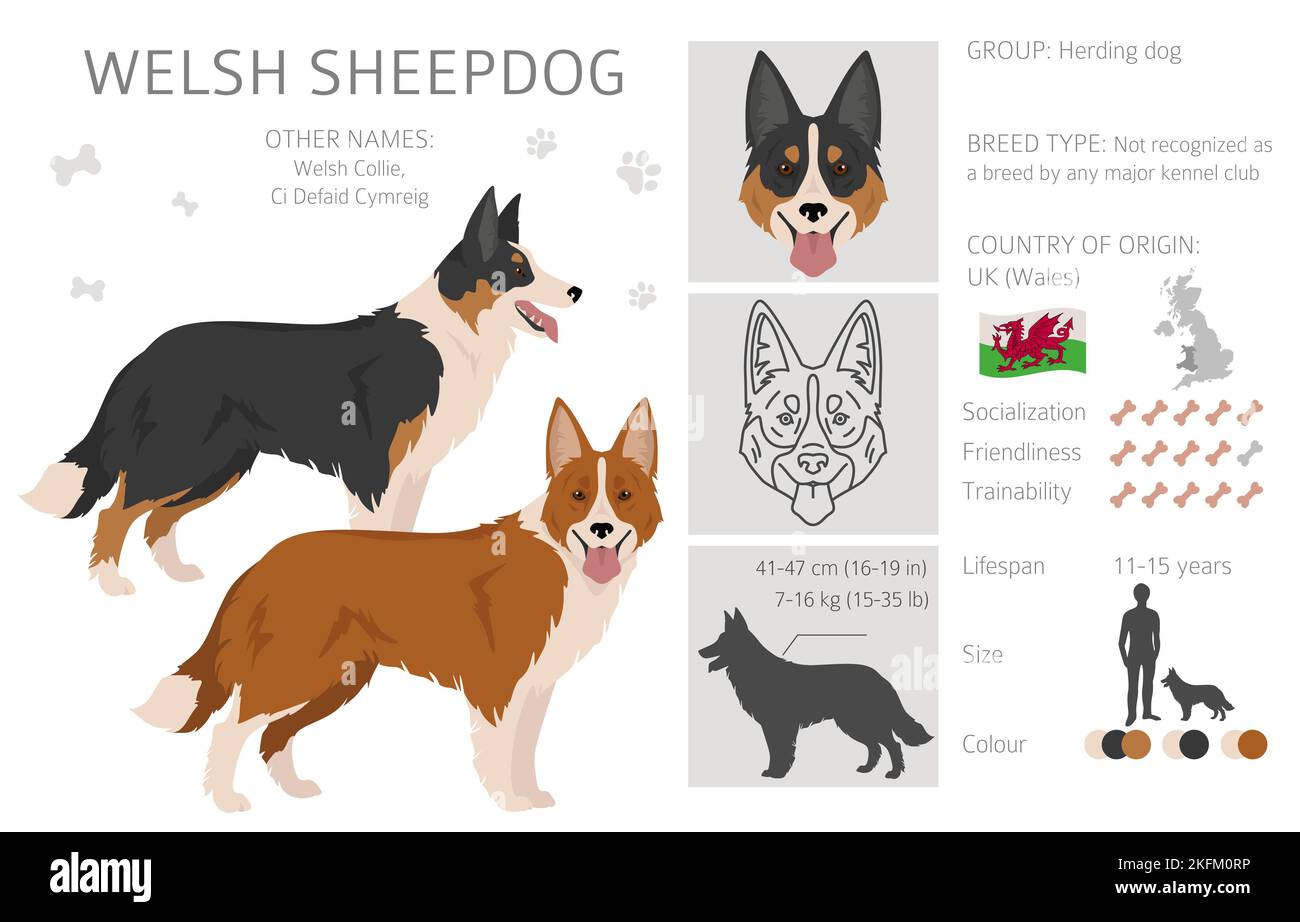 Welsh Sheepdog clipart. All coat colors set. All dog breeds ...