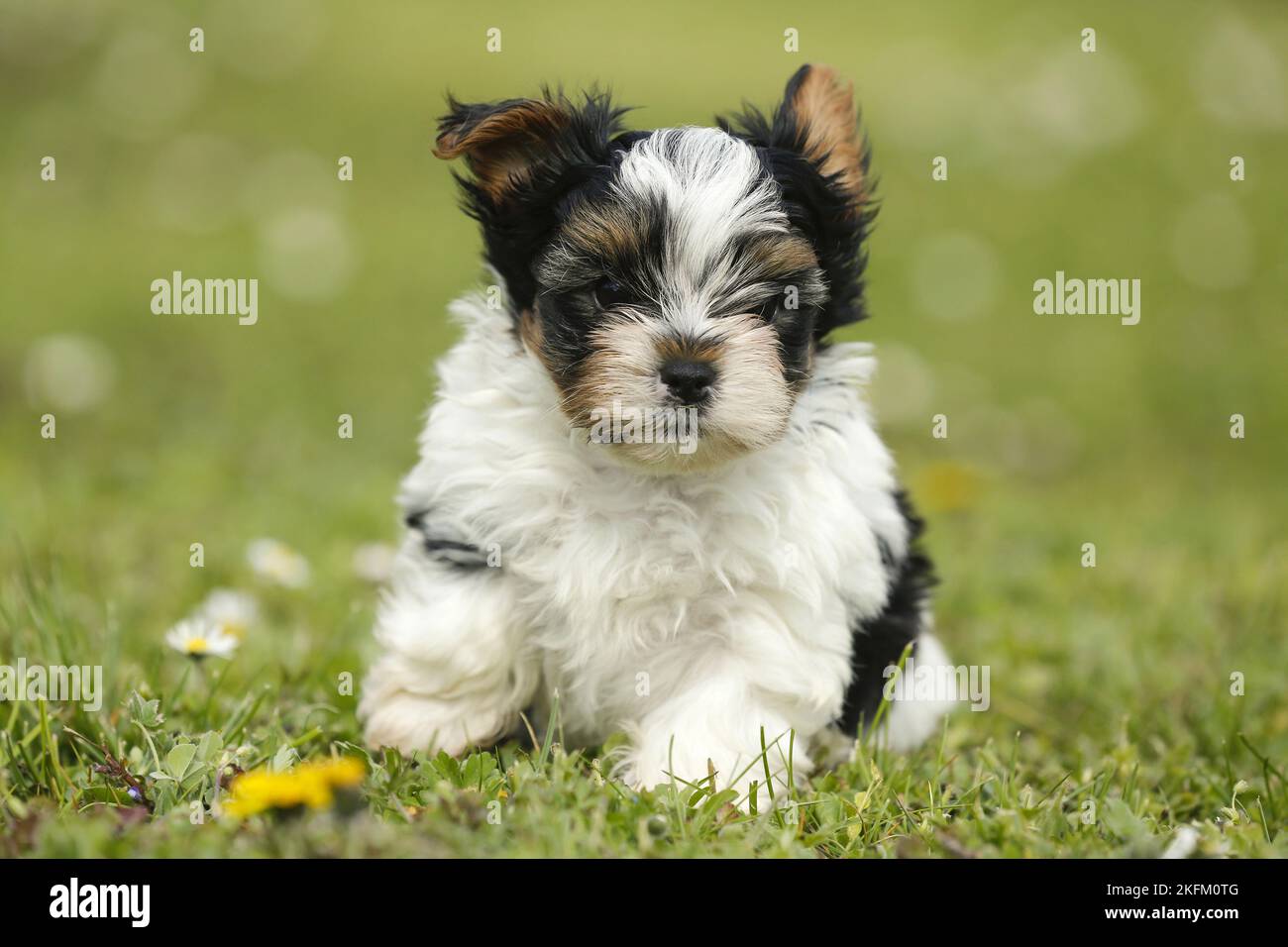 Biewer Yorkshire Terrier on meadow Stock Photo - Alamy
