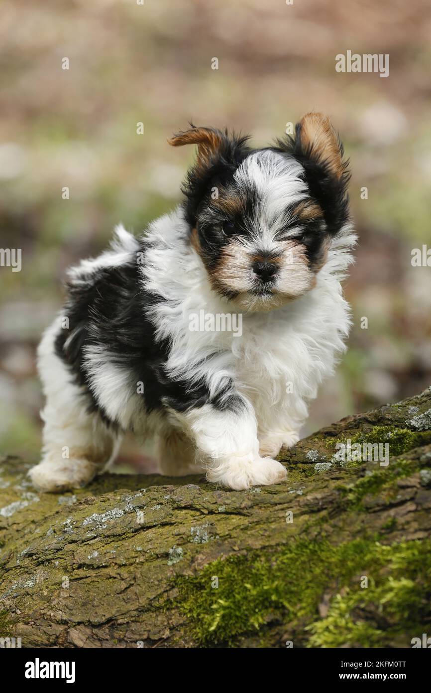 Biewer Yorkshire Terrier on tree Stock Photo - Alamy