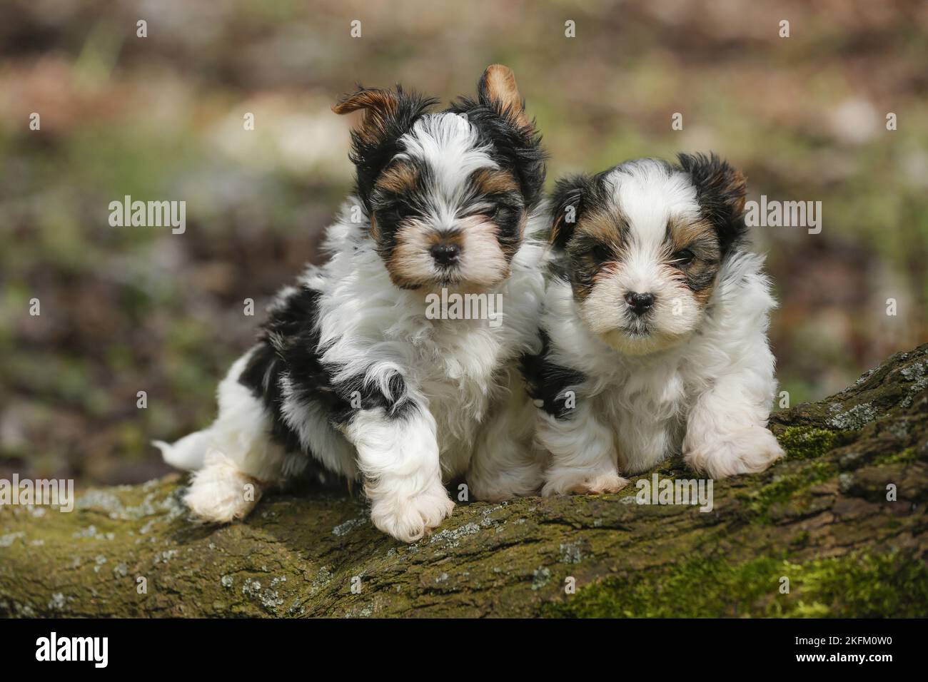 Biewer Yorkshire Terrier Puppies Stock Photo - Alamy
