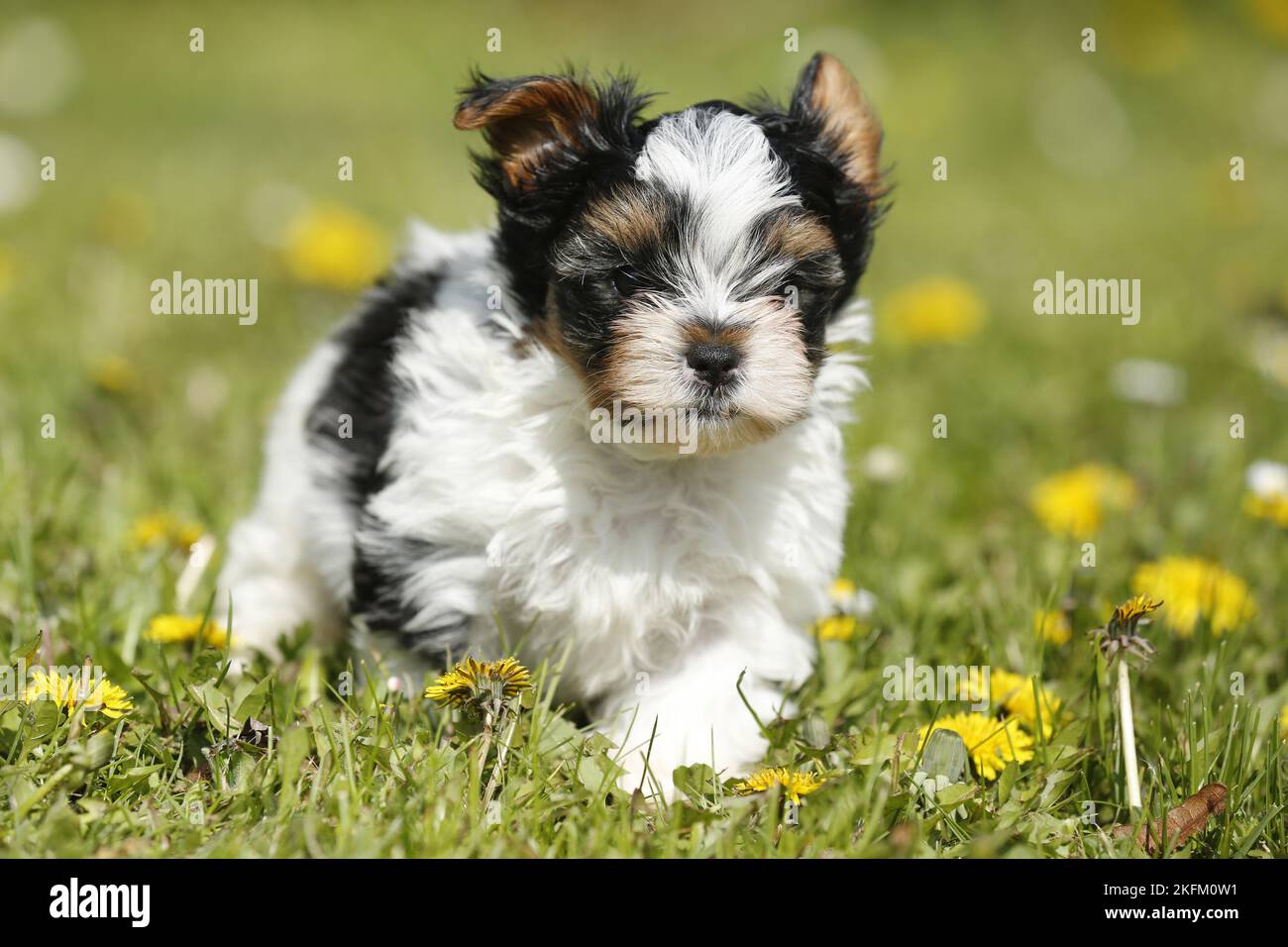 Biewer Yorkshire Terrier on meadow Stock Photo - Alamy