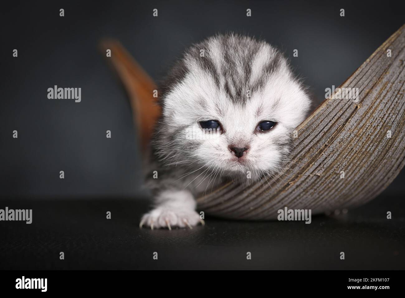 British Shorthait Kitten Stock Photo - Alamy