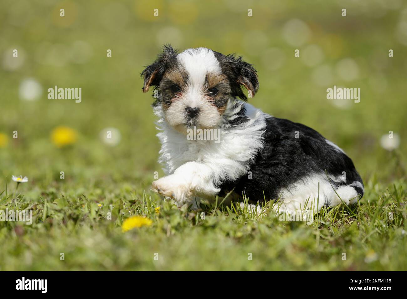 Biewer Yorkshire Terrier on meadow Stock Photo - Alamy