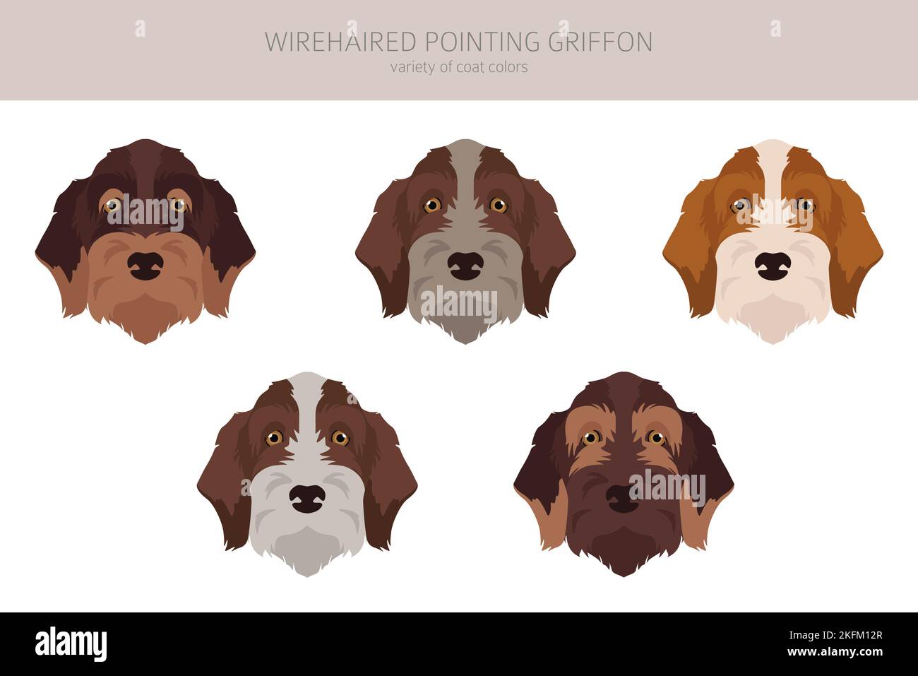 Wirehaired Pointing Griffon clipart. Different poses, coat colors set ...