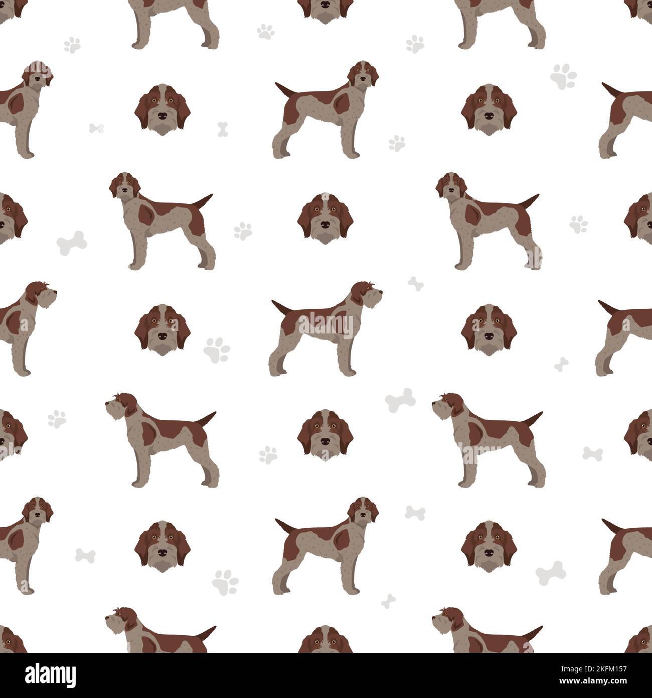 Wirehaired Pointing Griffon seamless patetrn. Different poses, coat ...