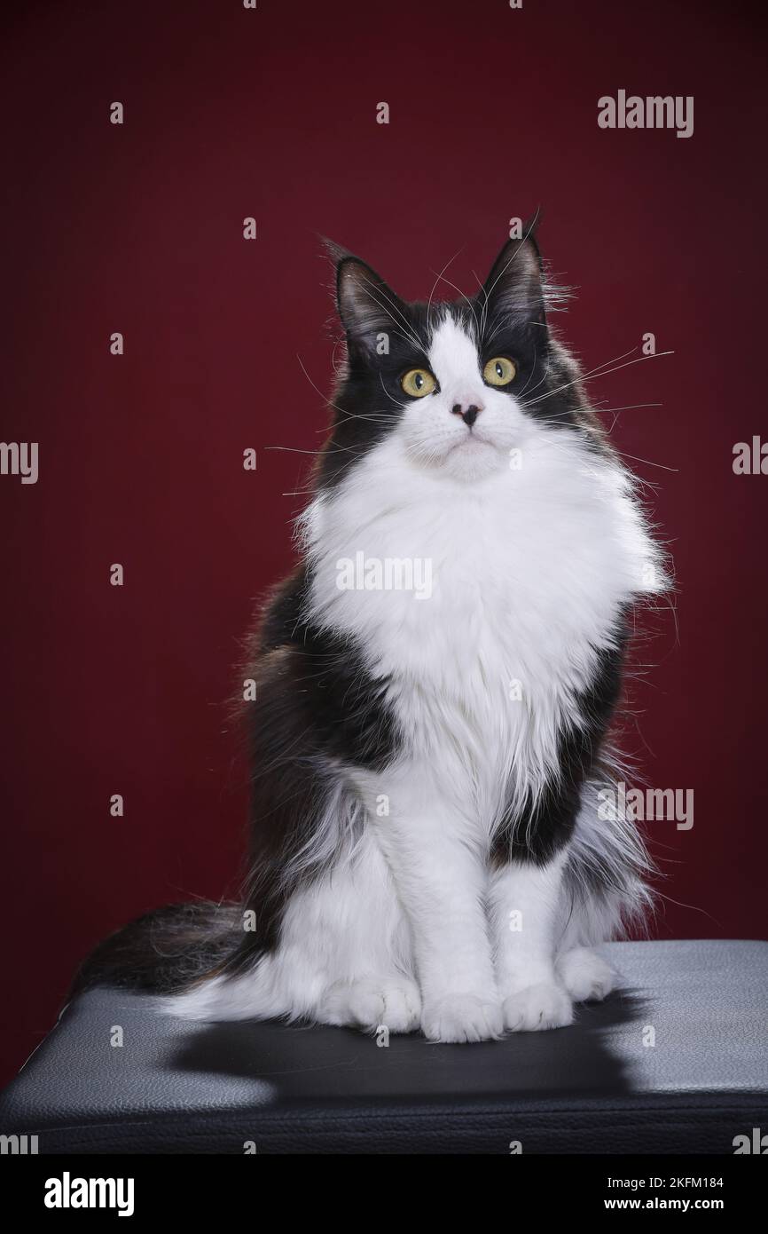 sitting Maine Coon Stock Photo - Alamy