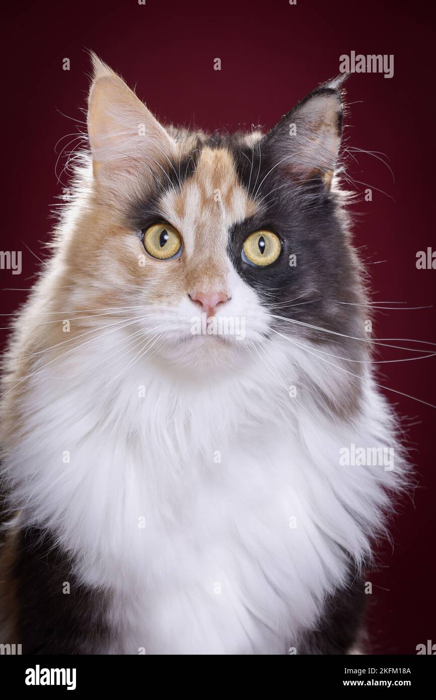 Maine Coon Portrait Stock Photo - Alamy