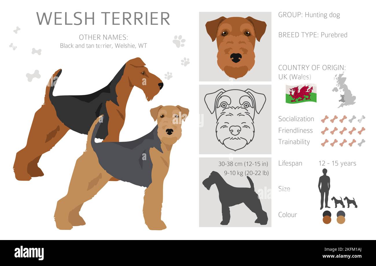 Welsh terrier clipart. Different poses, coat colors set. Vector ...
