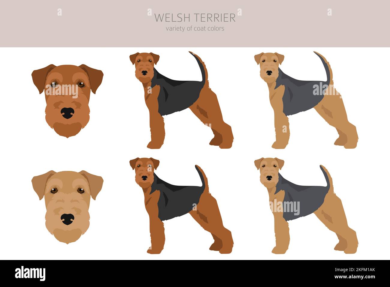 Welsh terrier clipart. Different poses, coat colors set. Vector ...
