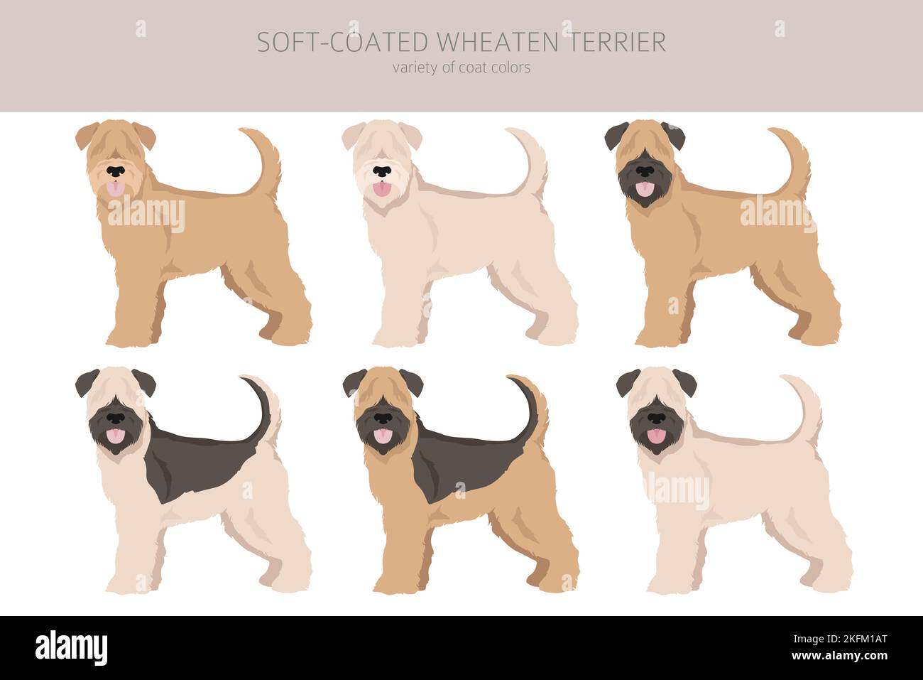 Soft coated Wheaten Terrier clipart. Different poses, coat colors set. Vector illustration Stock ...