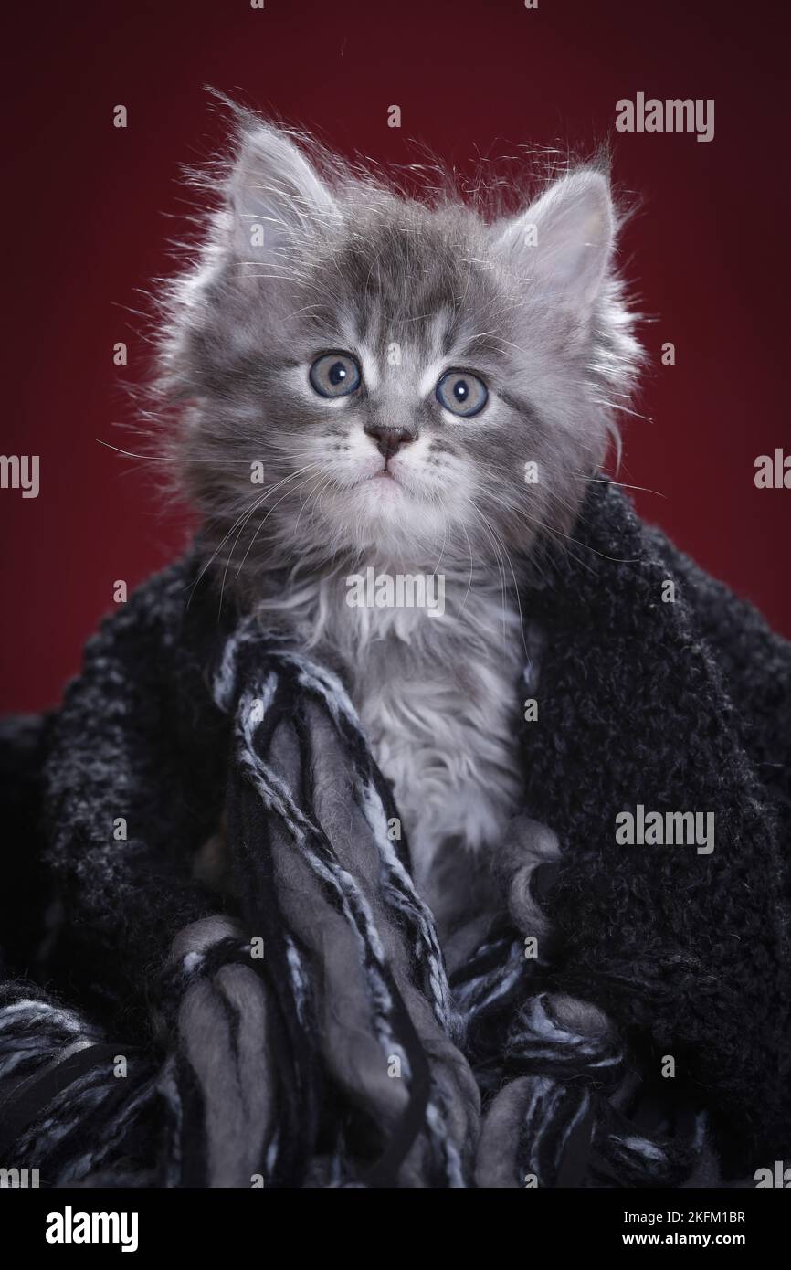 Maine Coon Portrait Stock Photo - Alamy