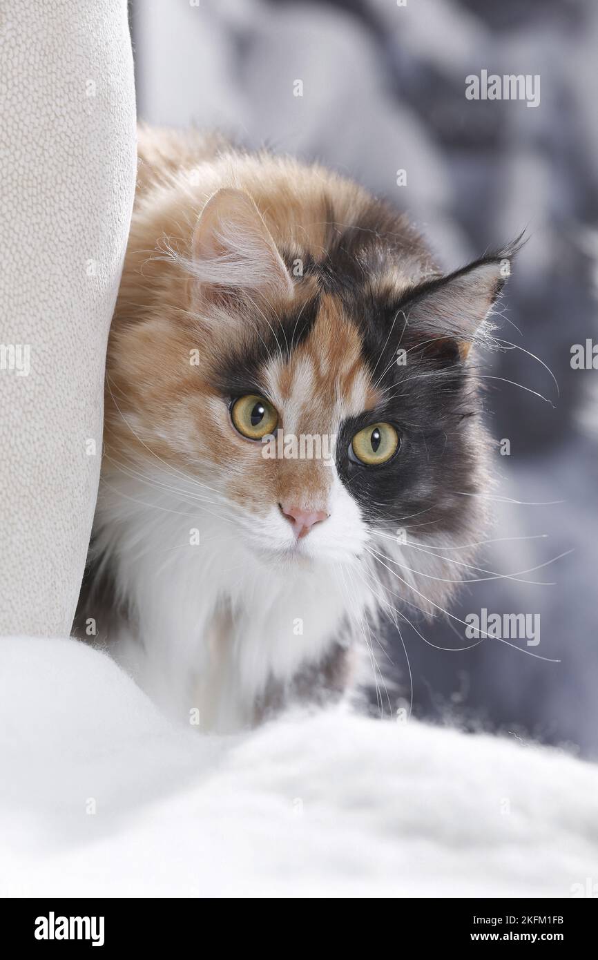 Maine Coon Portrait Stock Photo - Alamy