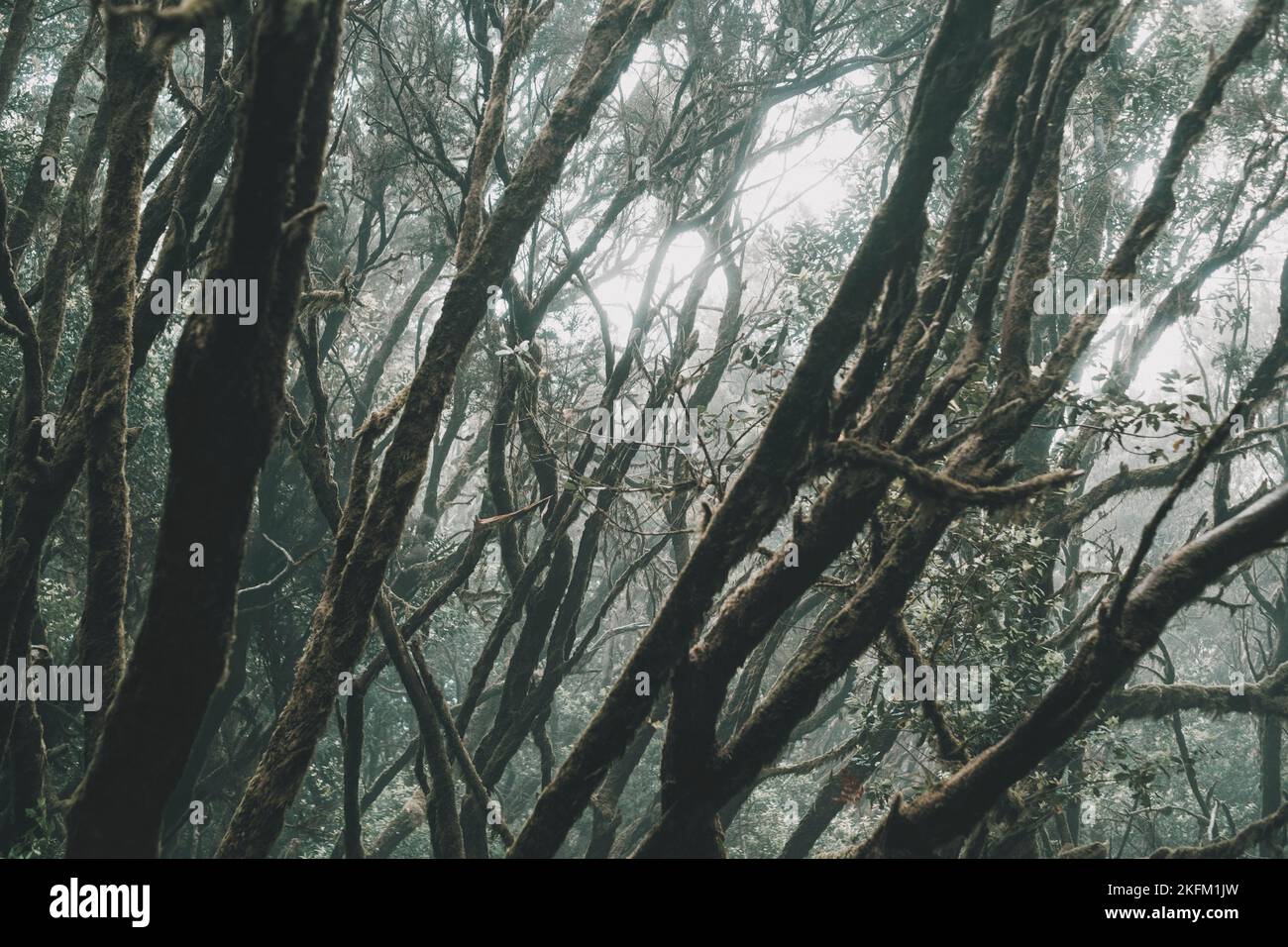 Background landscape of beautiful nature trees forest with bush foliage ...