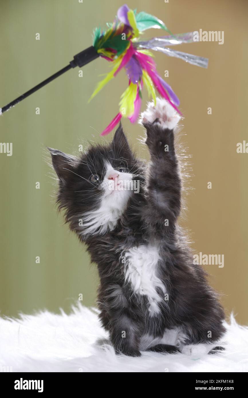 Maine Coon plays with feather waggler Stock Photo - Alamy