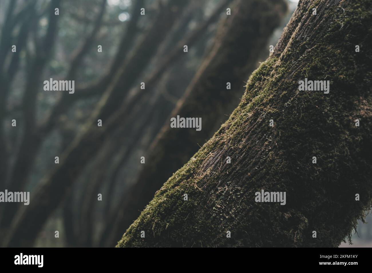 Background landscape of beautiful nature trees forest with bush foliage ...