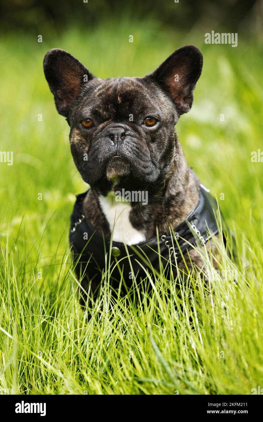 sitting French Bulldog Stock Photo - Alamy