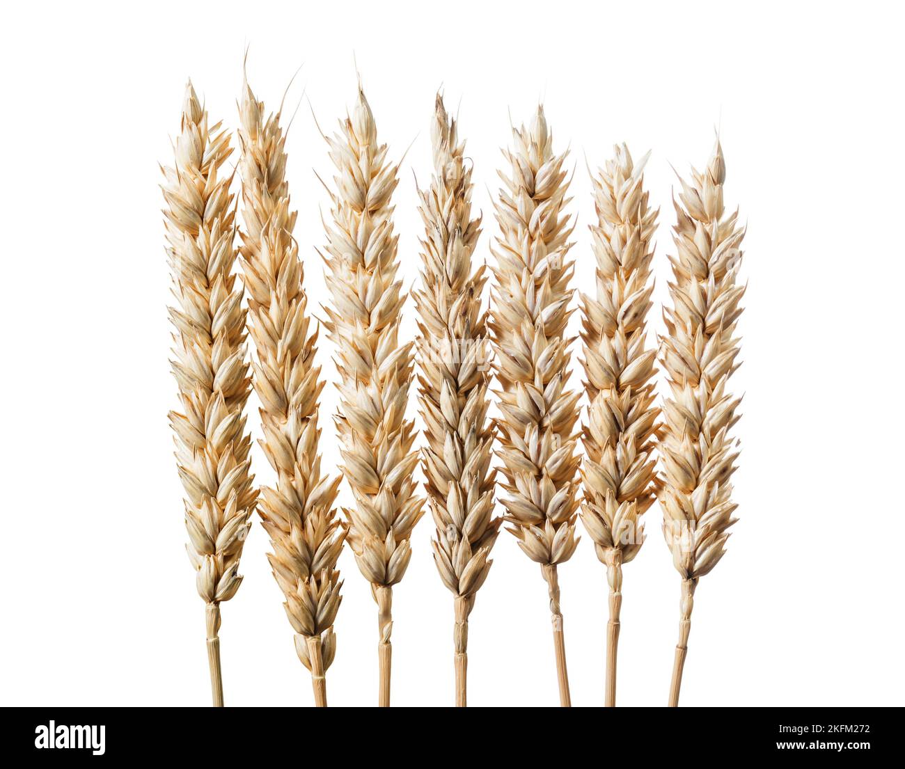 Composition of wheat ears isolated on white Stock Photo - Alamy