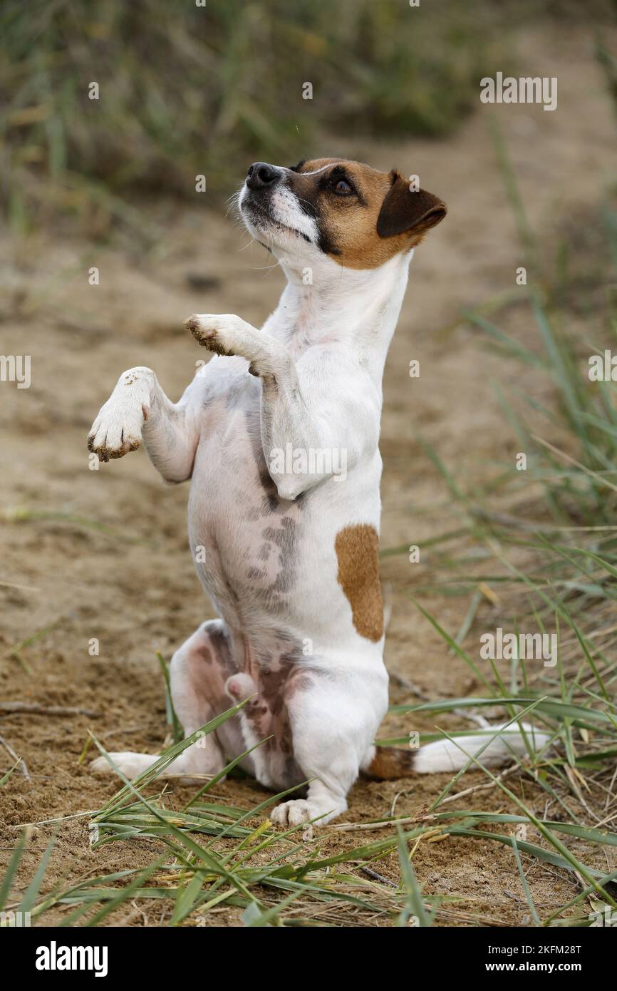 begging Parson Russell Terrier Stock Photo - Alamy