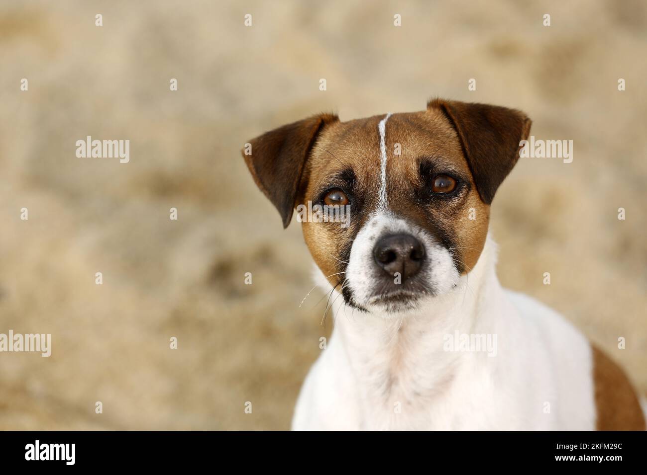 Parson Russell Terrier Portrait Stock Photo - Alamy
