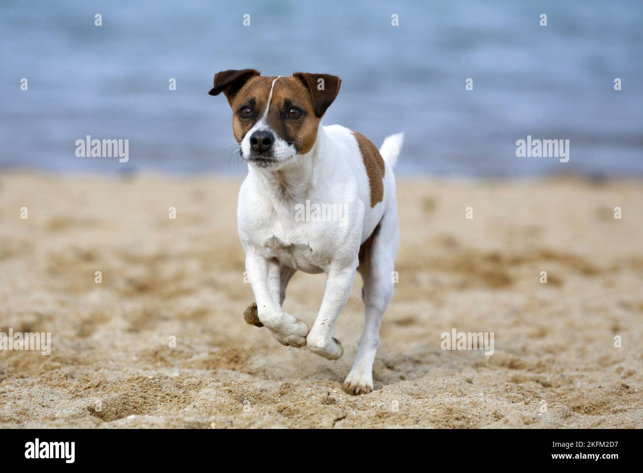 running Parson Russell Terrier Stock Photo - Alamy