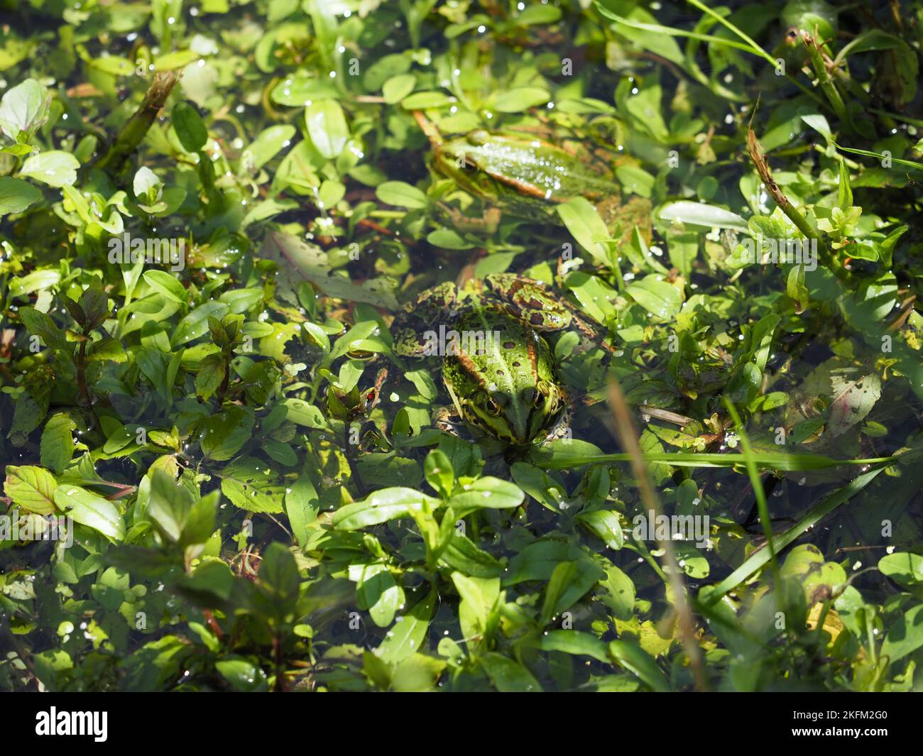 A closeup of frogs in water surrounded by plants Stock Photo - Alamy