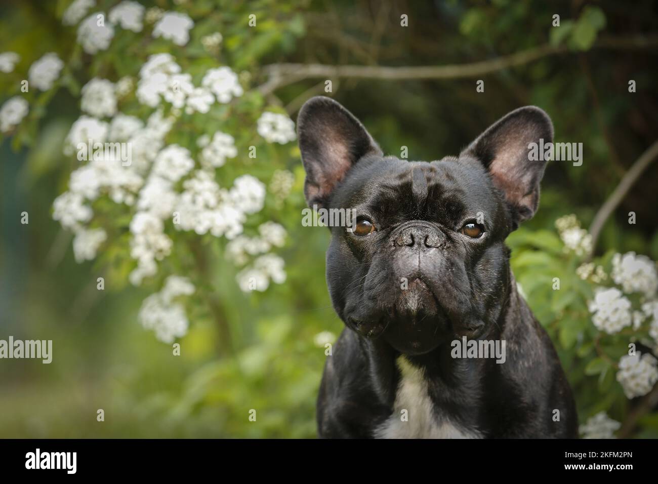 French Bulldog Portrait Stock Photo - Alamy