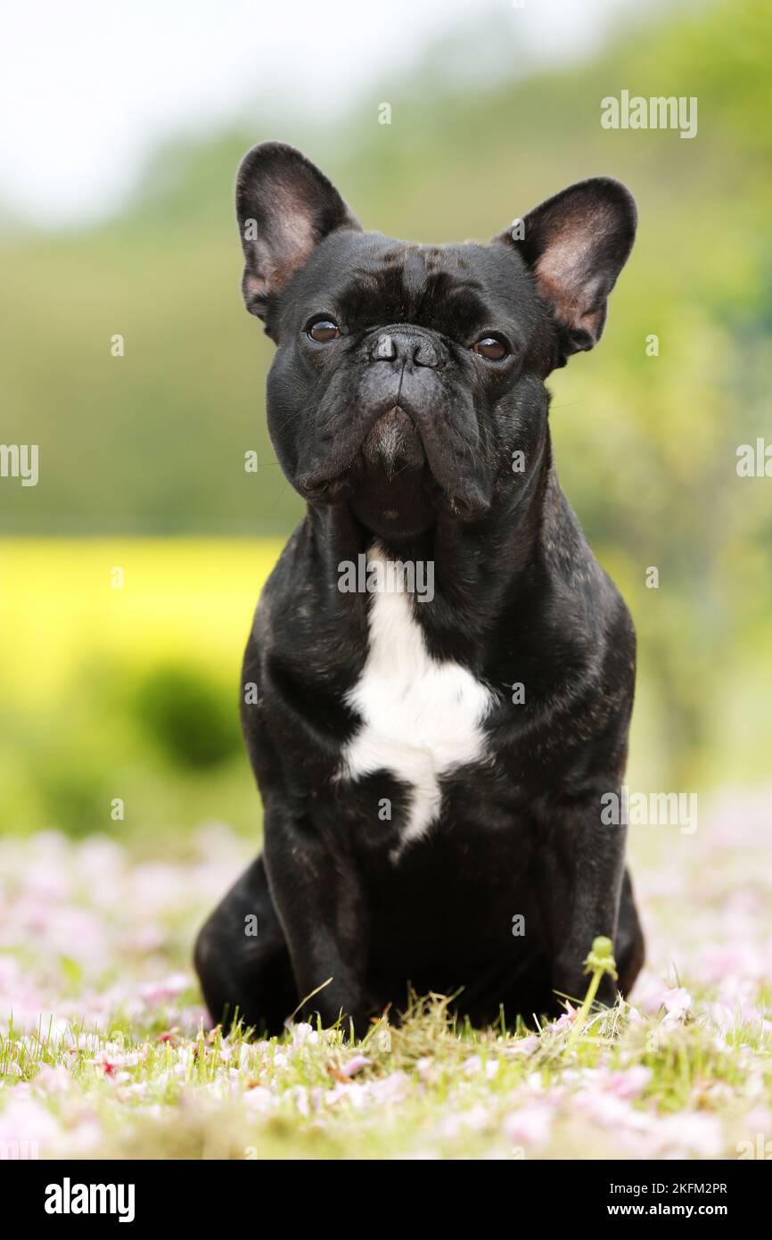 sitting French Bulldog Stock Photo - Alamy