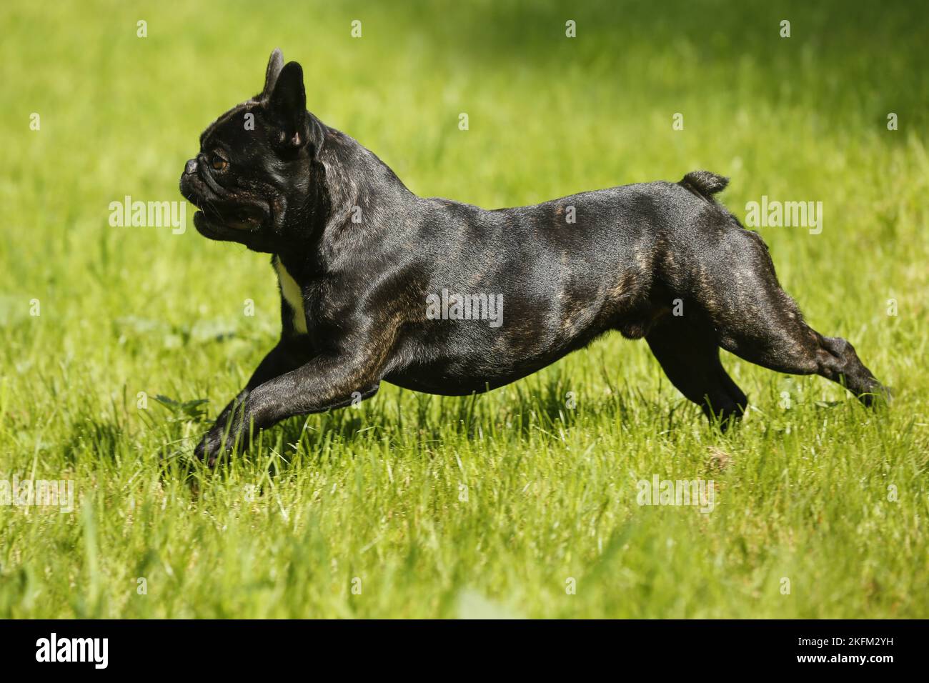 running French Bulldog Stock Photo - Alamy