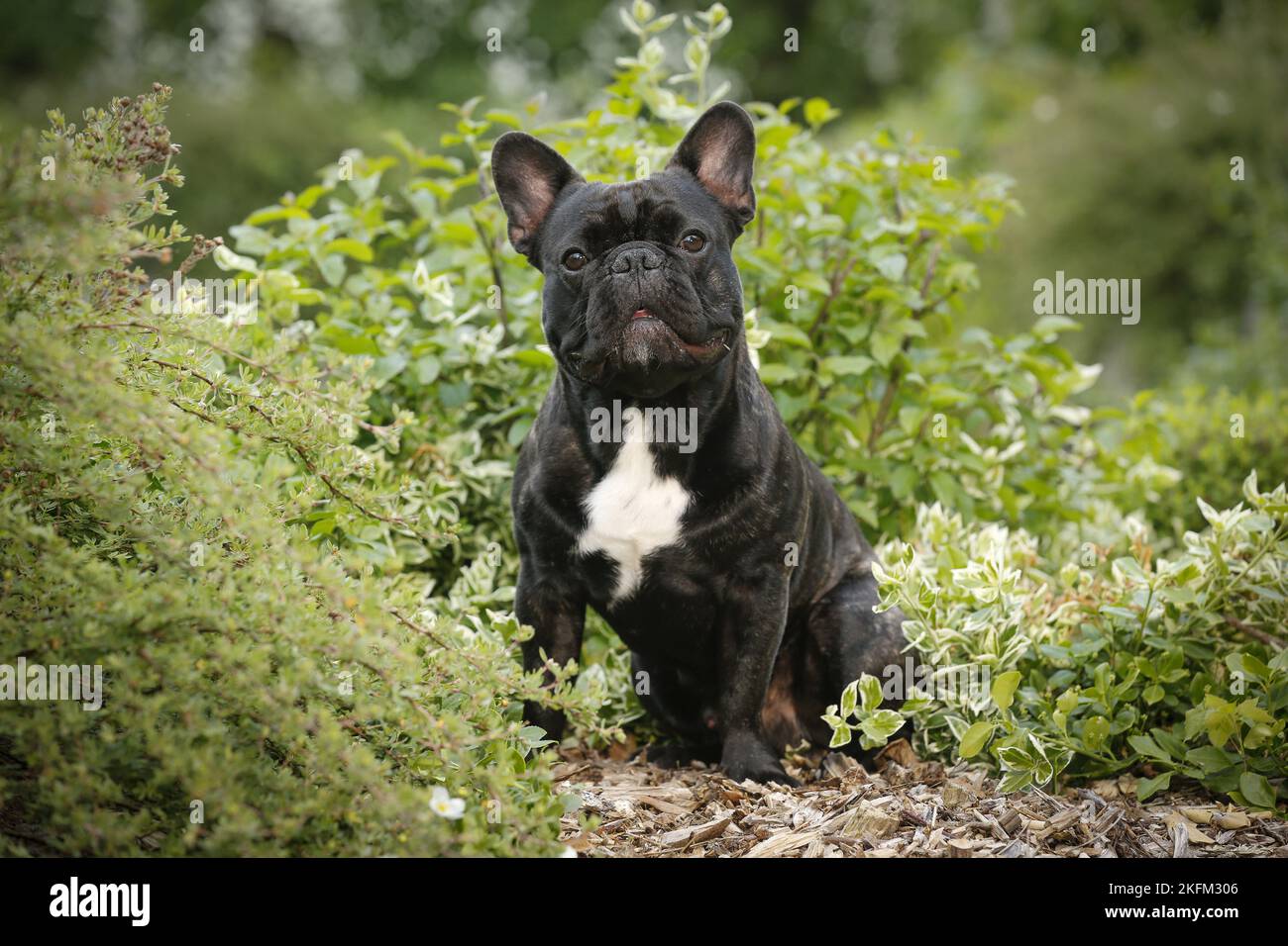 sitting French Bulldog Stock Photo - Alamy
