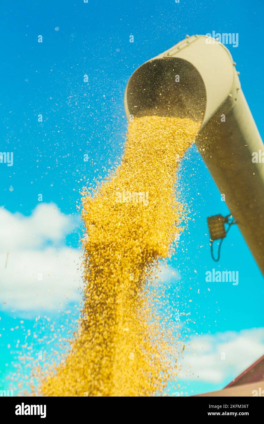 Unloading wheat from combine hi-res stock photography and images - Alamy
