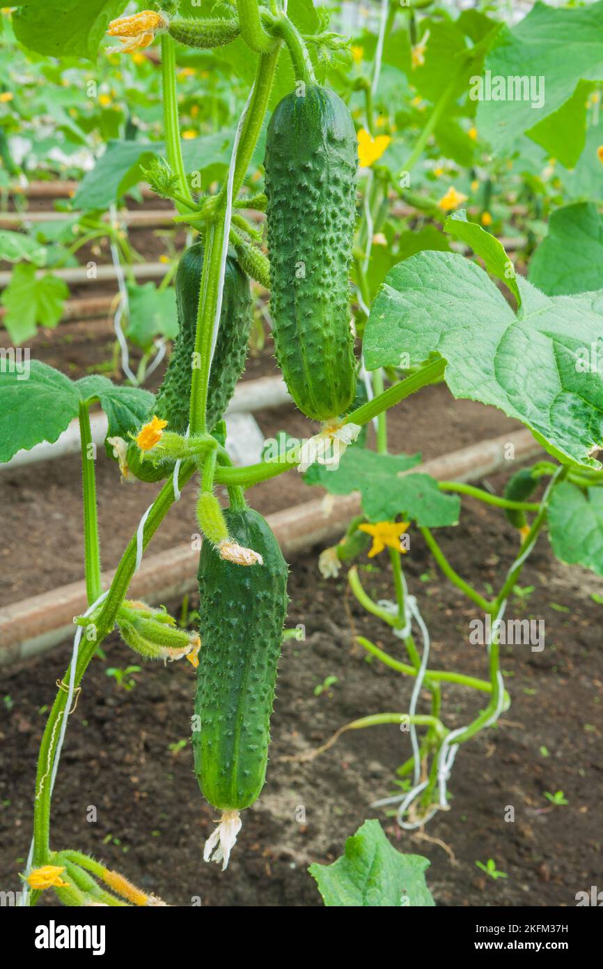 cucumbers on on plants in greenhouse Stock Photo - Alamy