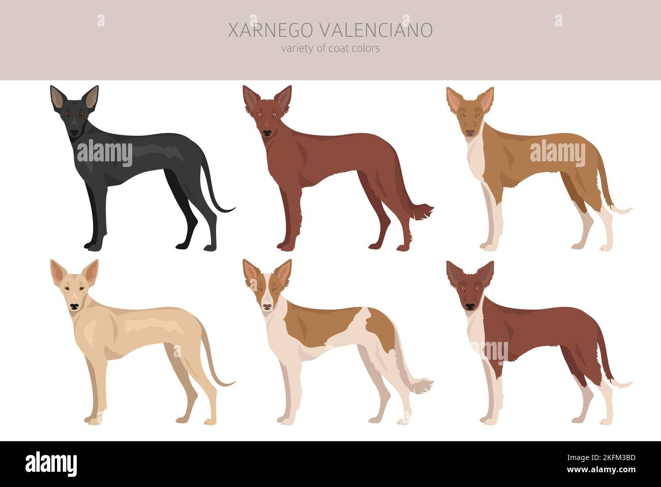 What Color Are Podenco Valenciano Dogs