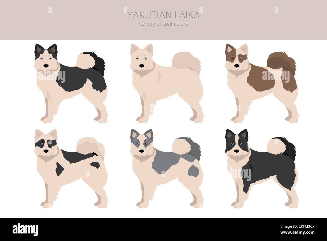 Yakutian Laika clipart. Different poses, coat colors set. Vector ...