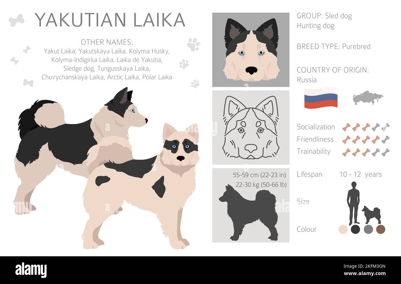 Yakutian Laika clipart. Different poses, coat colors set. Vector ...